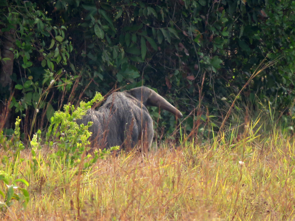 Giant Anteater in March 2020 by Juan David González Barreto · iNaturalist