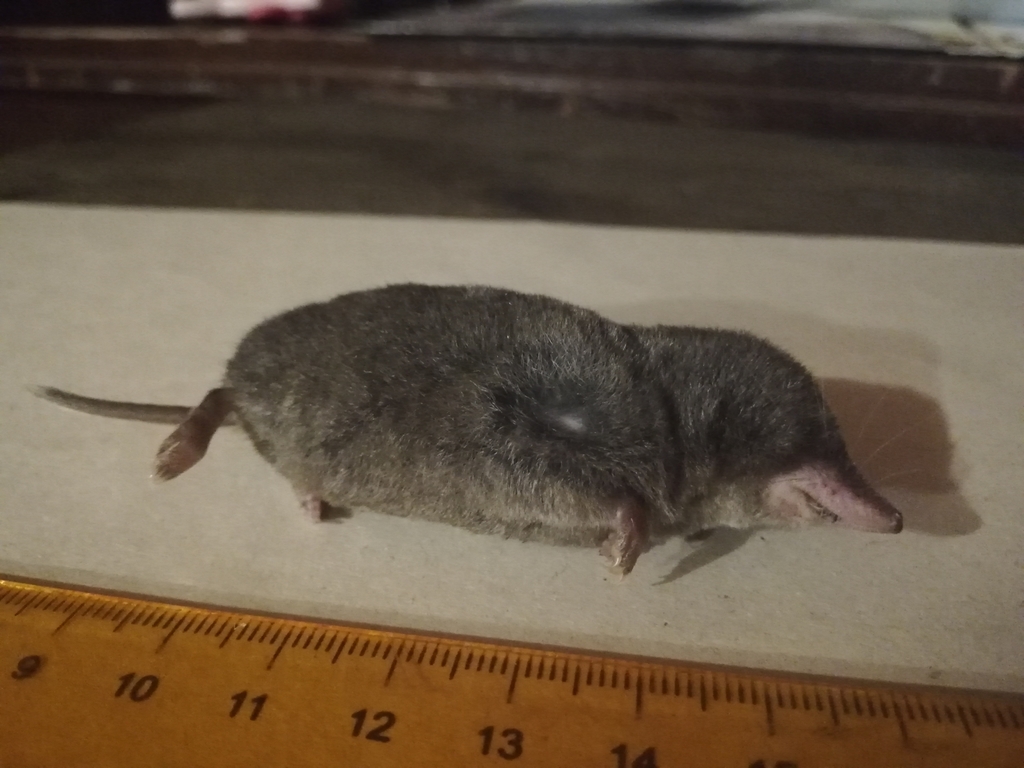Thomas' Small-eared Shrew from La Calera, Cundinamarca, Colombia on ...