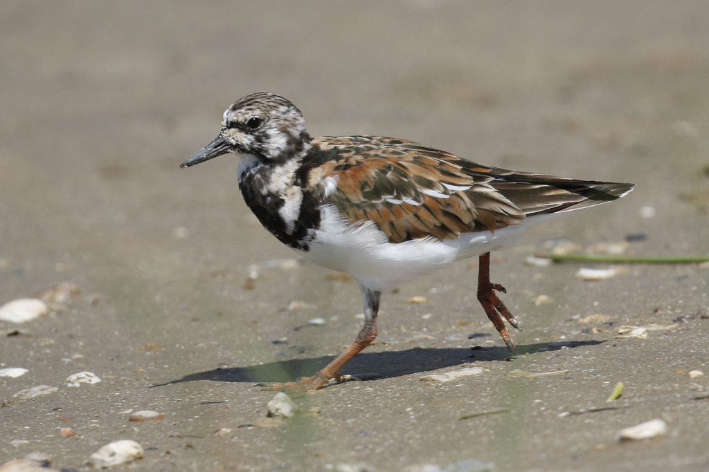 Ruddy Turnstone (Birds of San Mateo County) · iNaturalist