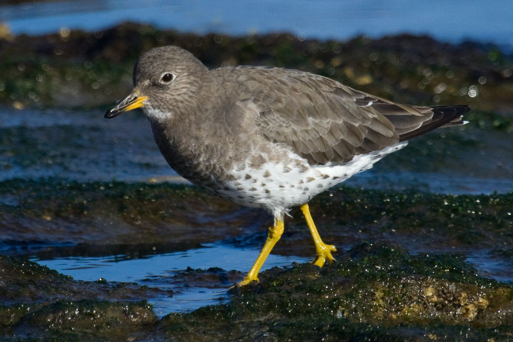 Surfbird (Birds of San Mateo County) · iNaturalist