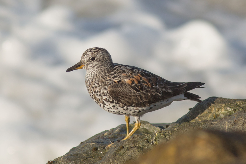 Surfbird (Birds of San Mateo County) · iNaturalist