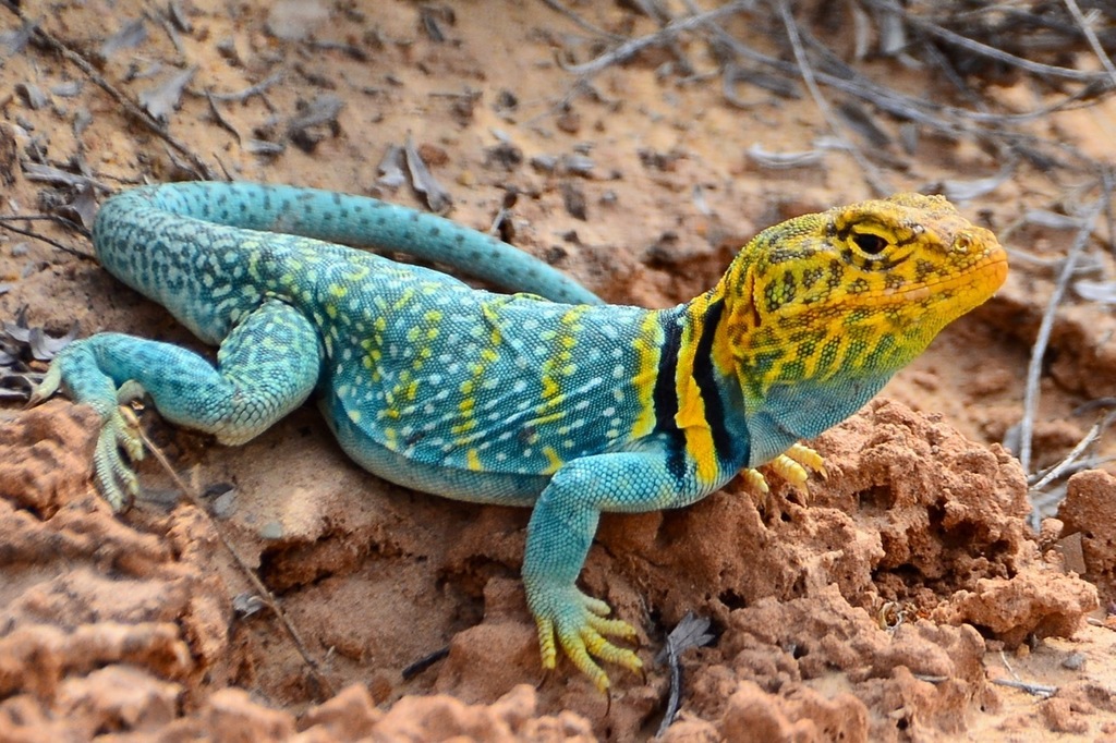 Eastern Collared Lizard from San Juan County, UT, USA on May 06, 2017 ...