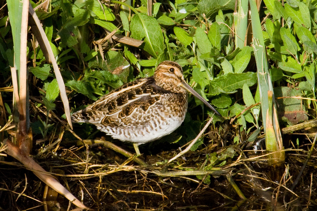 Wilson's Snipe (Birds of San Mateo County) · iNaturalist