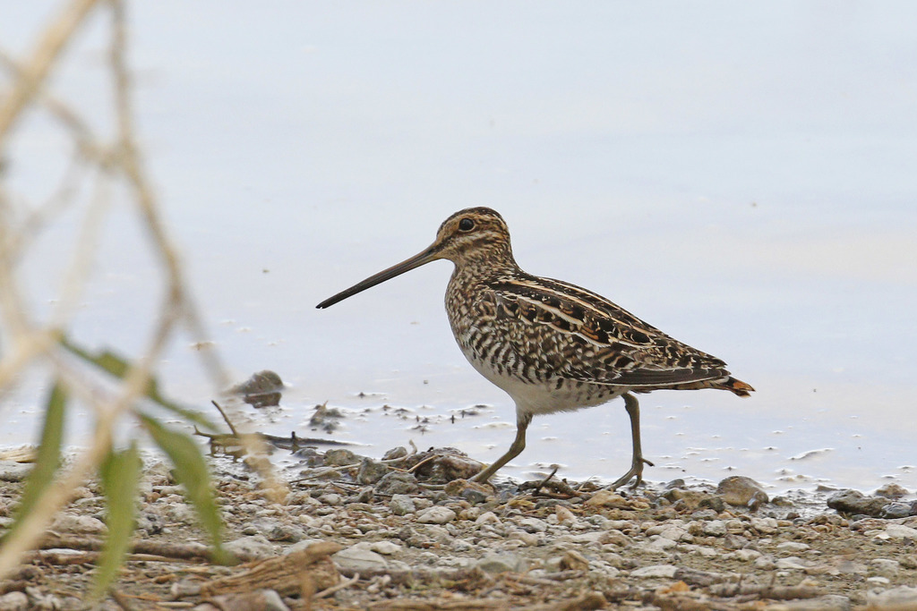 Wilson's Snipe (Birds of San Mateo County) · iNaturalist