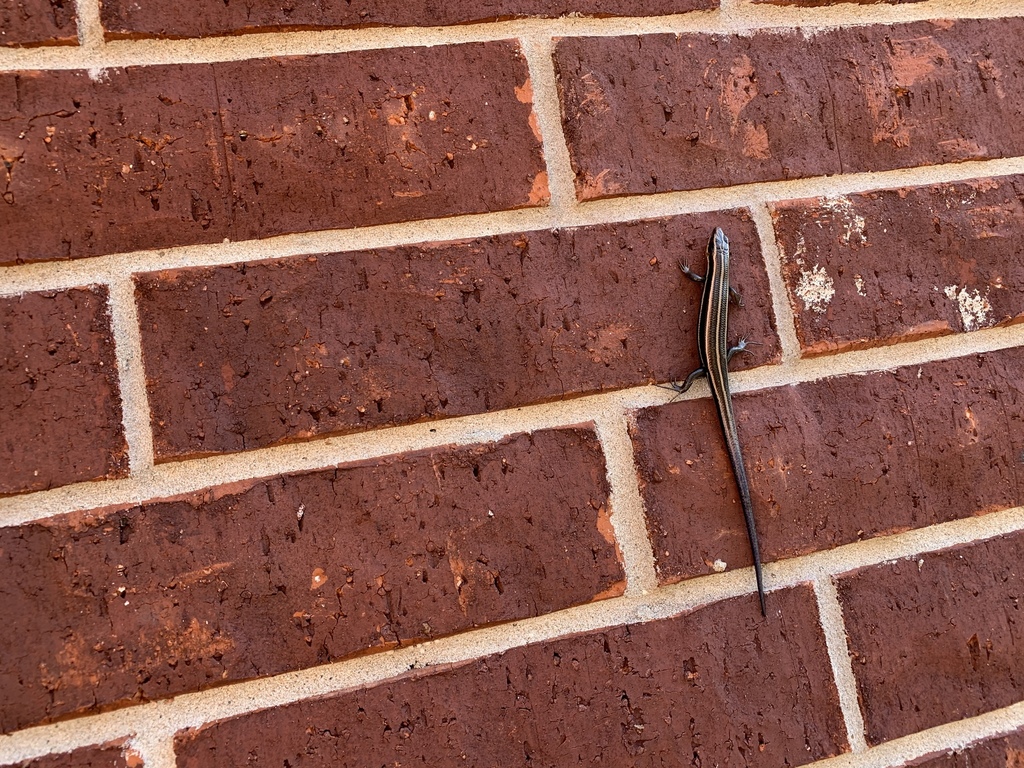 Common Five-lined Skink from Berrywood Dr, Oklahoma City, OK, US on ...