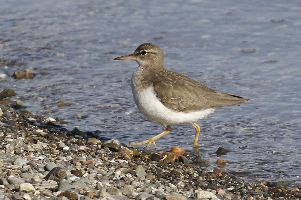 Spotted Sandpiper (Birds of San Mateo County) · iNaturalist