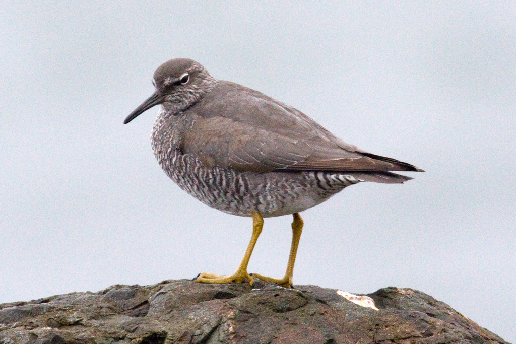 Wandering Tattler (Birds of San Mateo County) · iNaturalist