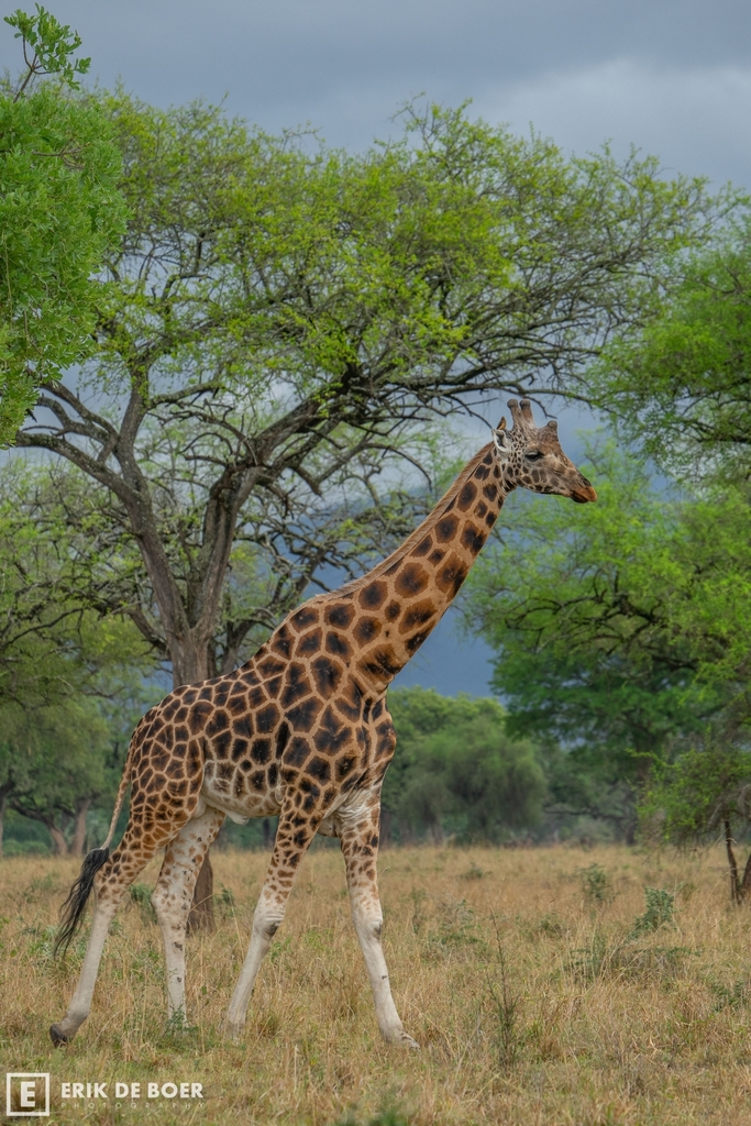 Rothschild's Giraffe in March 2020 by Erik De Boer · iNaturalist
