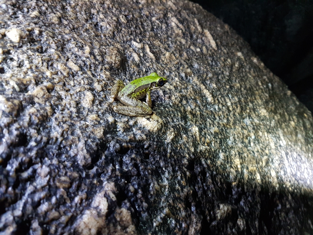 Poisonous Rock Frog from Hutan Lipur Gua Batu Maloi on October 24, 2017 ...