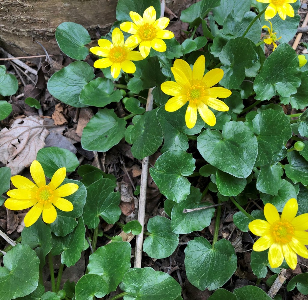 lesser celandine in March 2020 by Andrei Anusca · iNaturalist