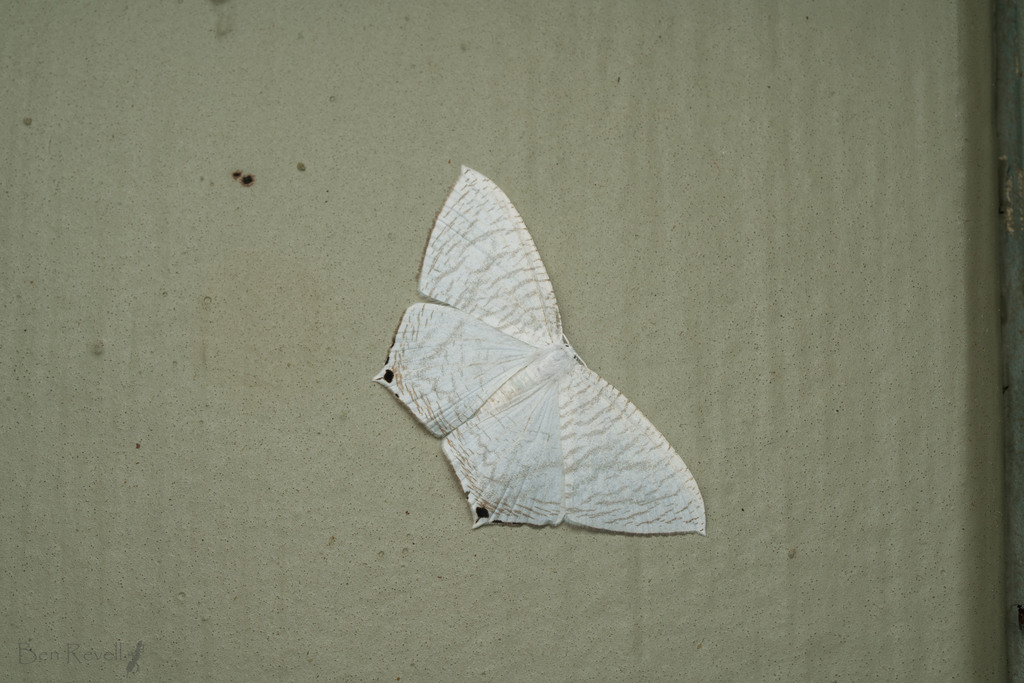 Butterflies and Moths from Tablelands QLD 4680, Australia on February ...