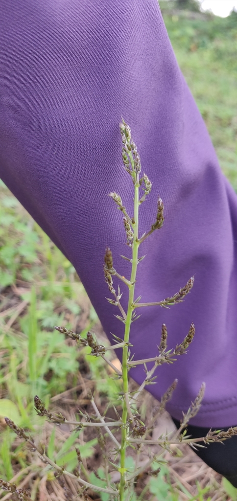 wild asparagus from 11379 Los Barrios, Cádiz, Spain on March 29, 2020 ...