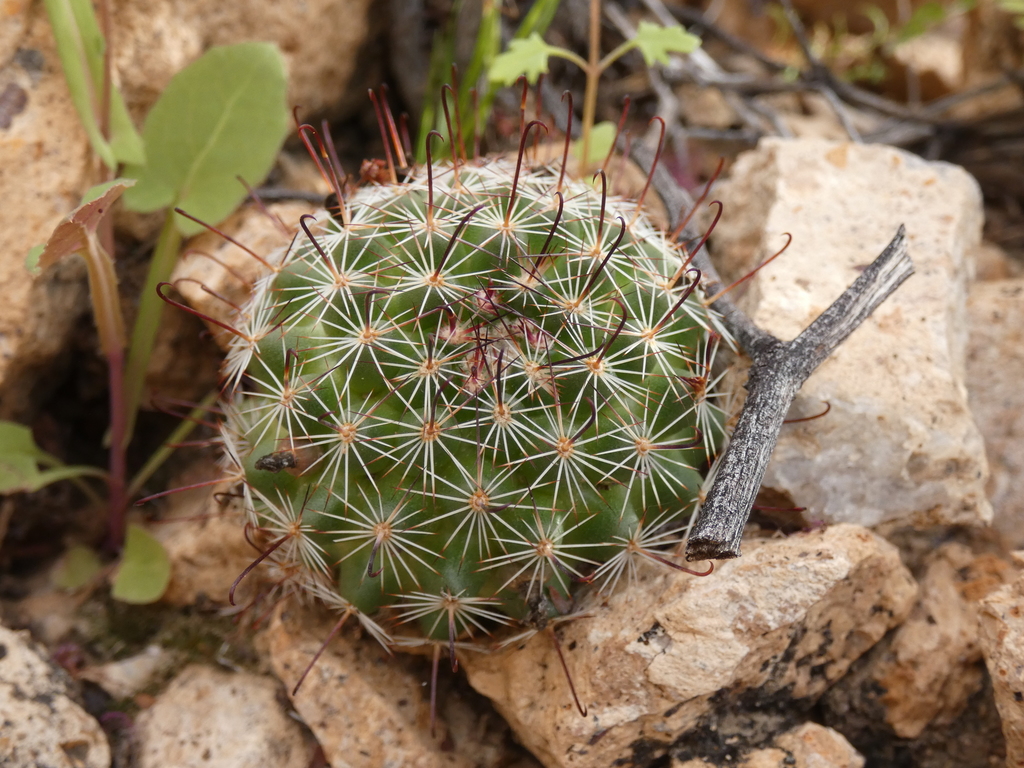 Graham's fishhook cactus from Yuma County, AZ, USA on March 25, 2020 at ...