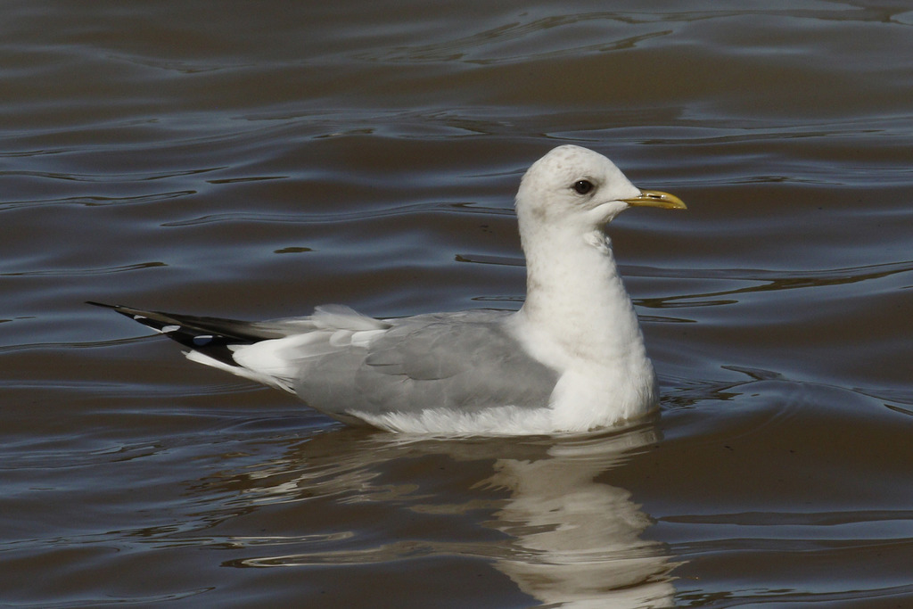Mew Gull (Birds of San Mateo County) · iNaturalist