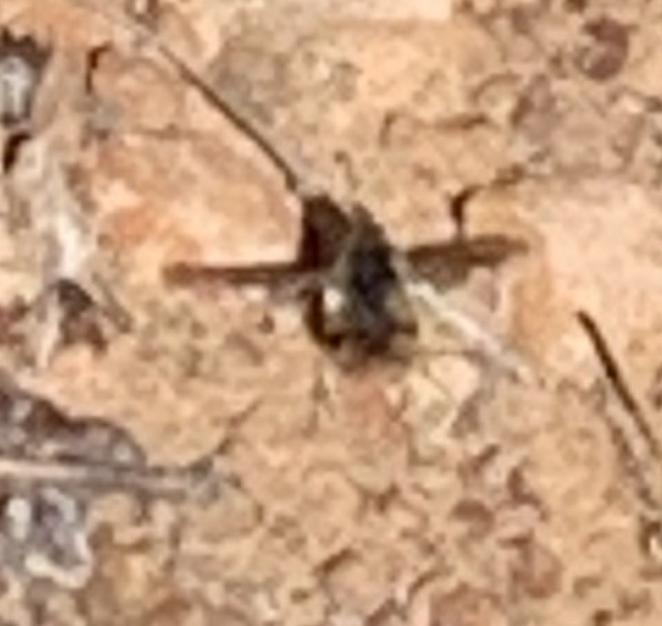 Greater Bee Fly from Tonto National Forest, Pine, AZ, US on March 28 ...
