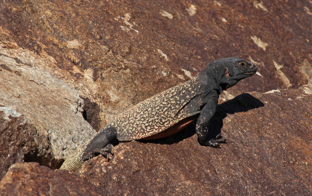 Common Chuckwalla from Fortuna Foothills, AZ, USA on October 11, 2019 ...
