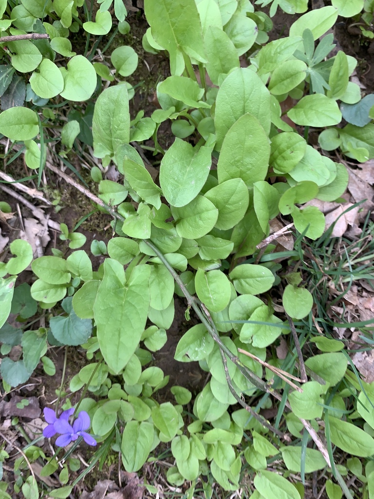 nodding rattlesnake root from Harrods Creek Park, Louisville, KY, US on ...