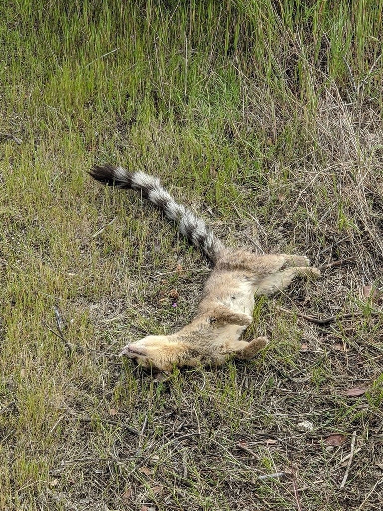 Ringtail from Angeles National Forest, Pasadena, CA, US on March 29 ...