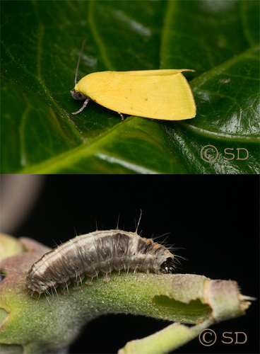 Observations by shuanda · iNaturalist