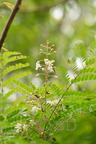 Observations by shuanda · iNaturalist