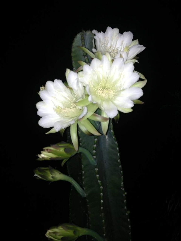 globular cacti, moonlight cacti, torch cacti, and allies from J melony ...