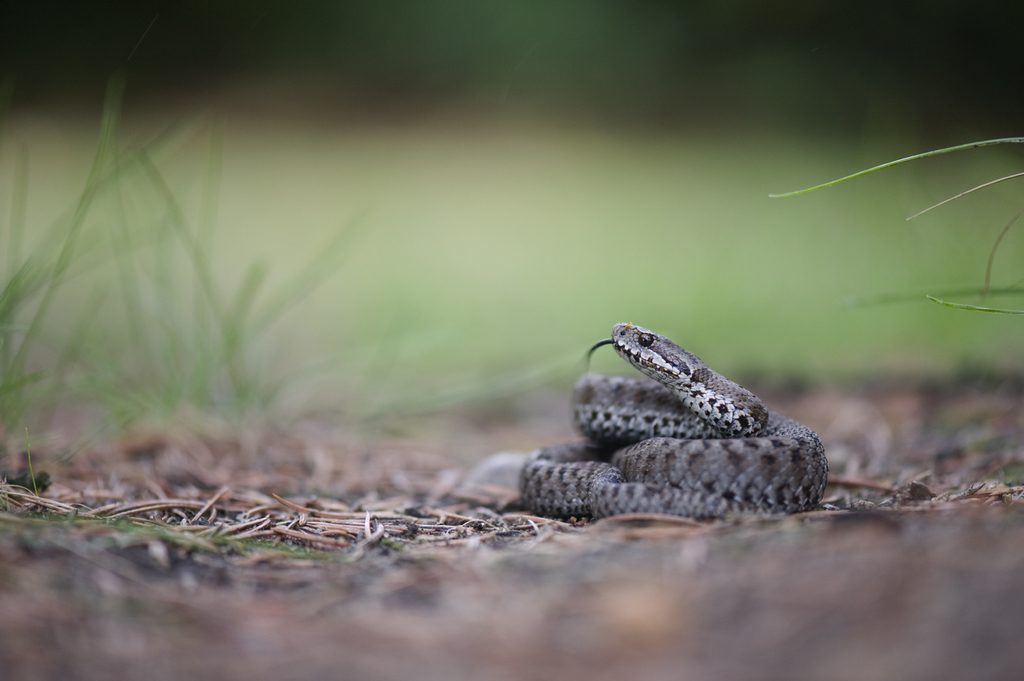 Seoane's Viper from Palencia, España on October 09, 2010 by Carlos N. G ...