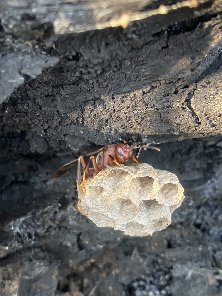 Ringed Paper Wasp from De Soto National Forest, Brooklyn, MS, US on ...