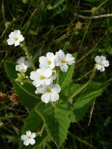 Caperonia cordata · iNaturalist