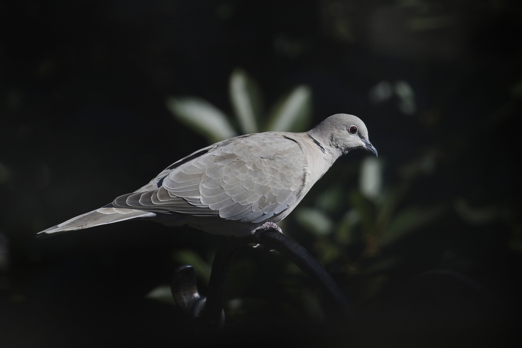 Eurasian Collared-Dove (Birds of San Mateo County) · iNaturalist