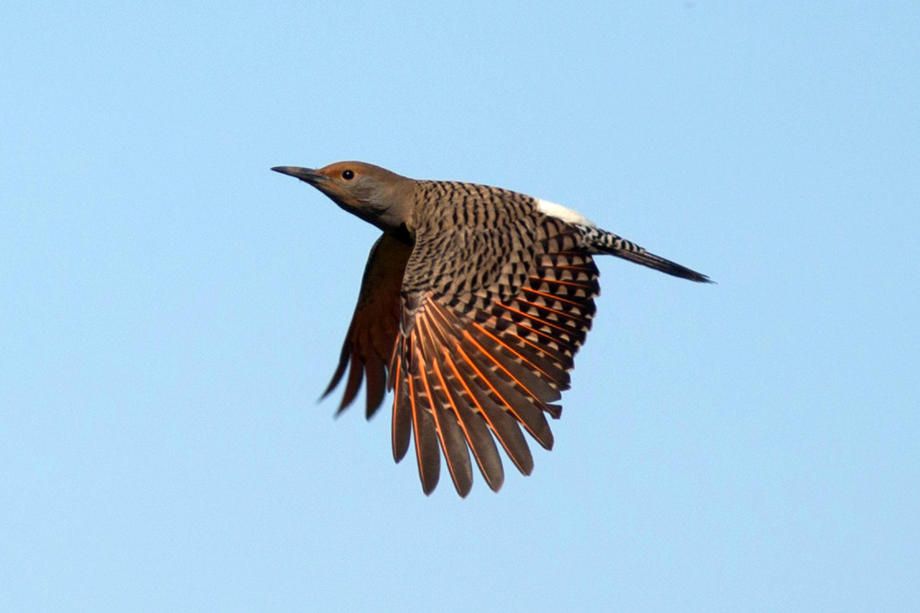 Northern Flicker (Birds of San Mateo County) · iNaturalist