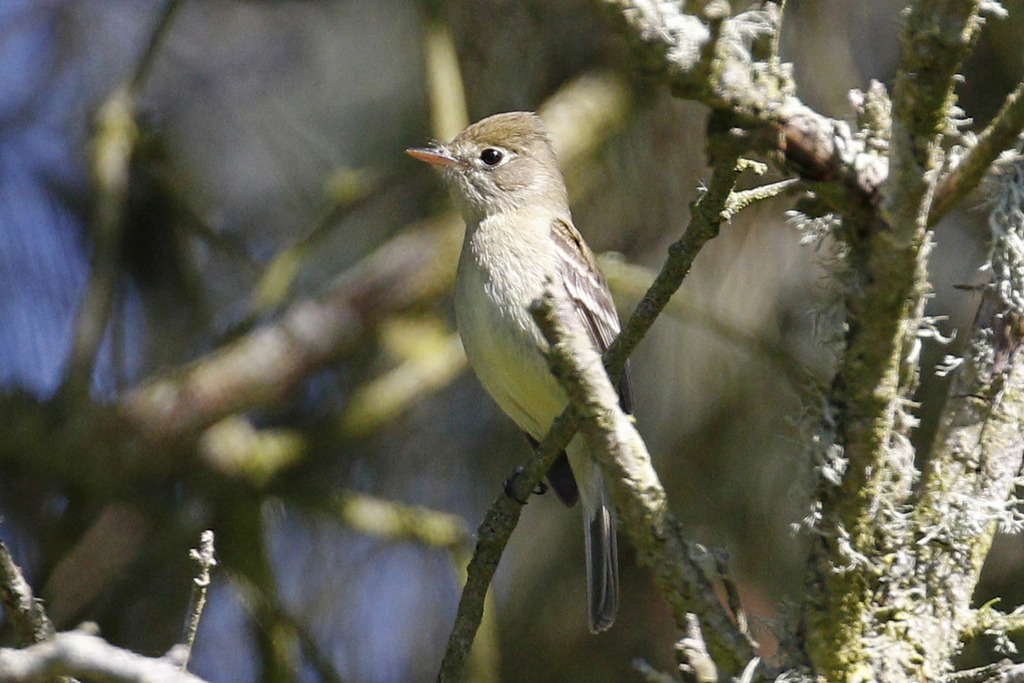 Pacific-slope Flycatcher (Birds of San Mateo County) · iNaturalist