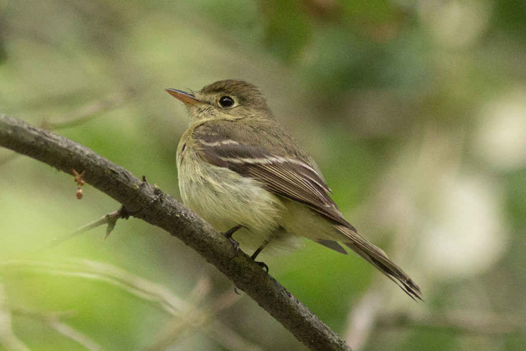 Pacific-slope Flycatcher (Birds of San Mateo County) · iNaturalist
