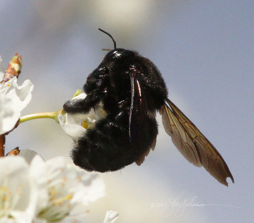 Large Carpenter Bees in March 2017 by Sheri L. Williamson. Nectaring at ...