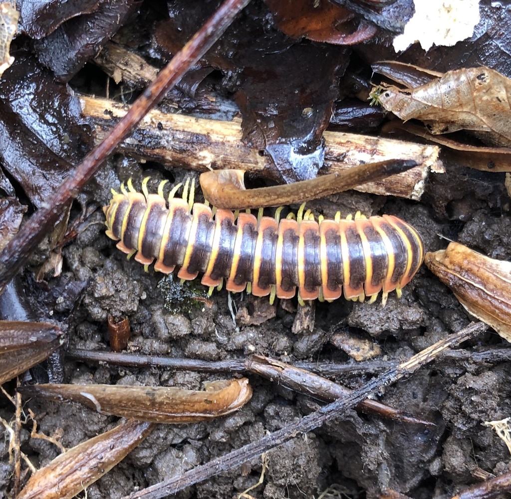 Black-and-gold Flat Millipede from First State, Wilmington, DE, US on ...