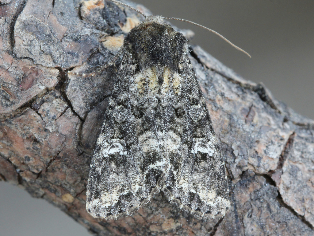Scripted Arches Moth from Fernie, East Kootenay, British Columbia on ...