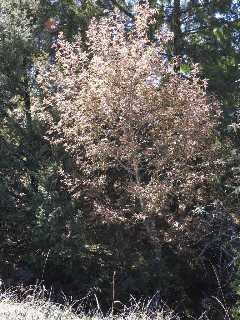 Prunus serotina capuli from Zacatlán, MX-PU, MX on February 9, 2017 by ...