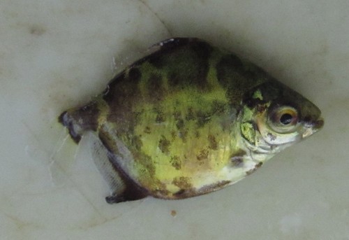 Myloplus asterias · iNaturalist