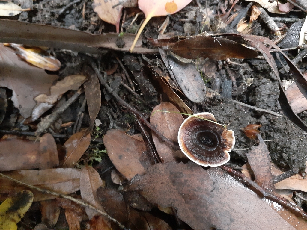 Phellodon in March 2020 by Heather Elson · iNaturalist