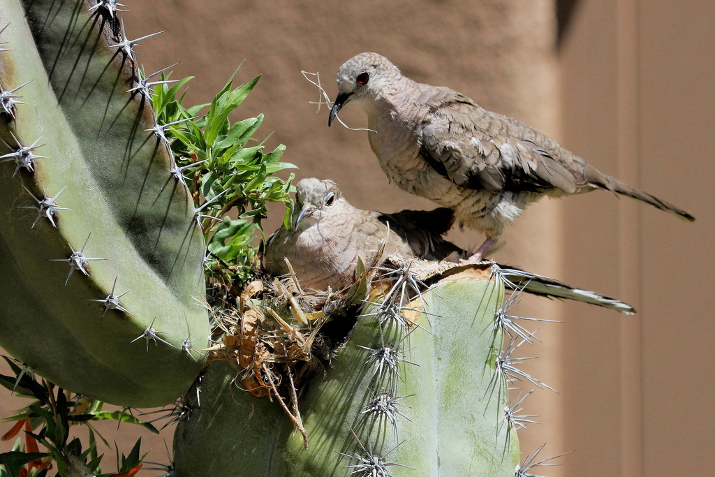 Inca Dove from Arizona-Sonora Desert Museum, Pima County, AZ, USA on ...