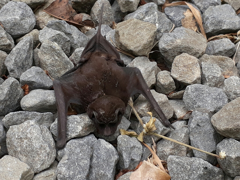 Velvety Free-tailed Bat from Villeta, Cundinamarca, Colombia on March ...