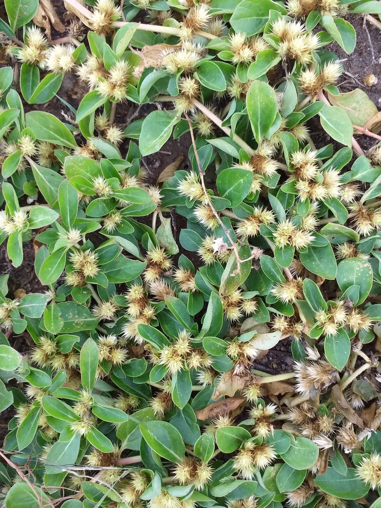 creeping chaffweed from Bodulong, Bankhara Bodulong, 8460, South Africa ...