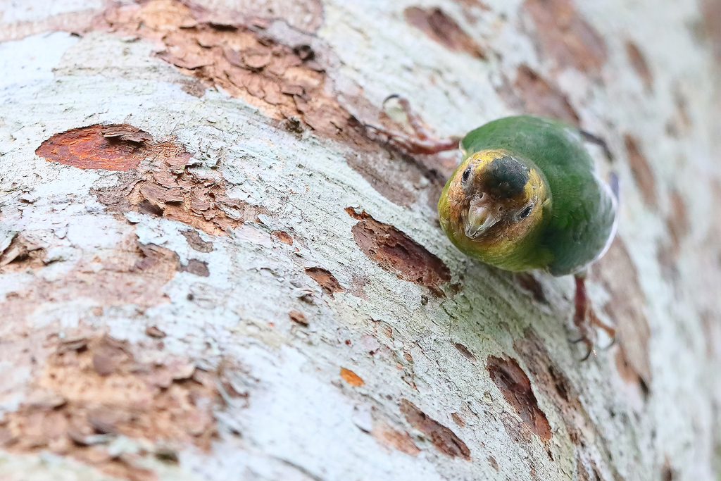 Buff-faced Pygmy-Parrot (Micropsitta pusio) - Avian Discovery