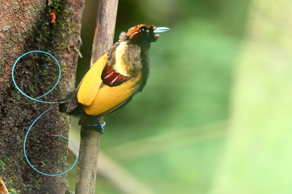 Magnificent Bird Of Paradise