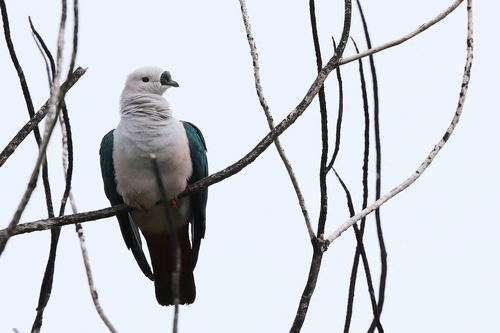 Spice Imperial-Pigeon (Pink-Naped) (Subspecies Ducula myristicivora ...