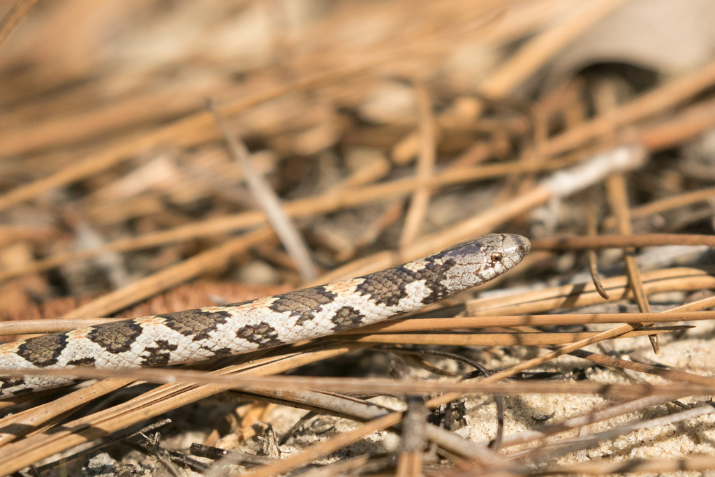 Short-tailed Snake in March 2020 by mjw246 · iNaturalist