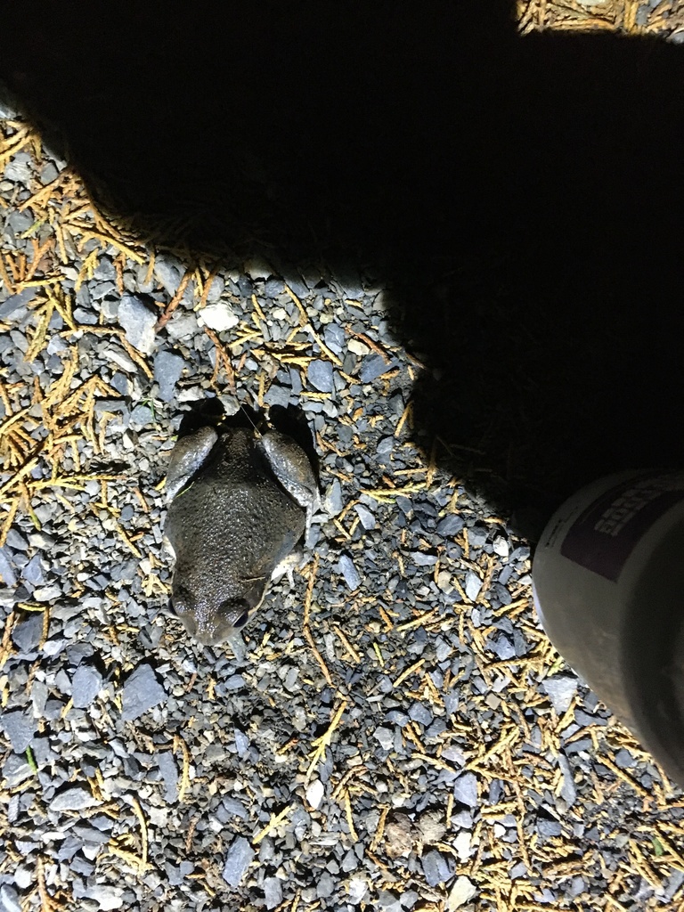 Eastern Banjo Frog from Windellama Road, Quialigo, NSW, AU on March 31 ...