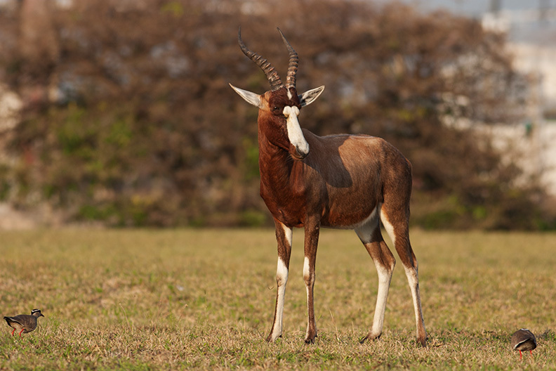 Blesbok (Damaliscus pygargus phillipsi) - Know Your Mammals