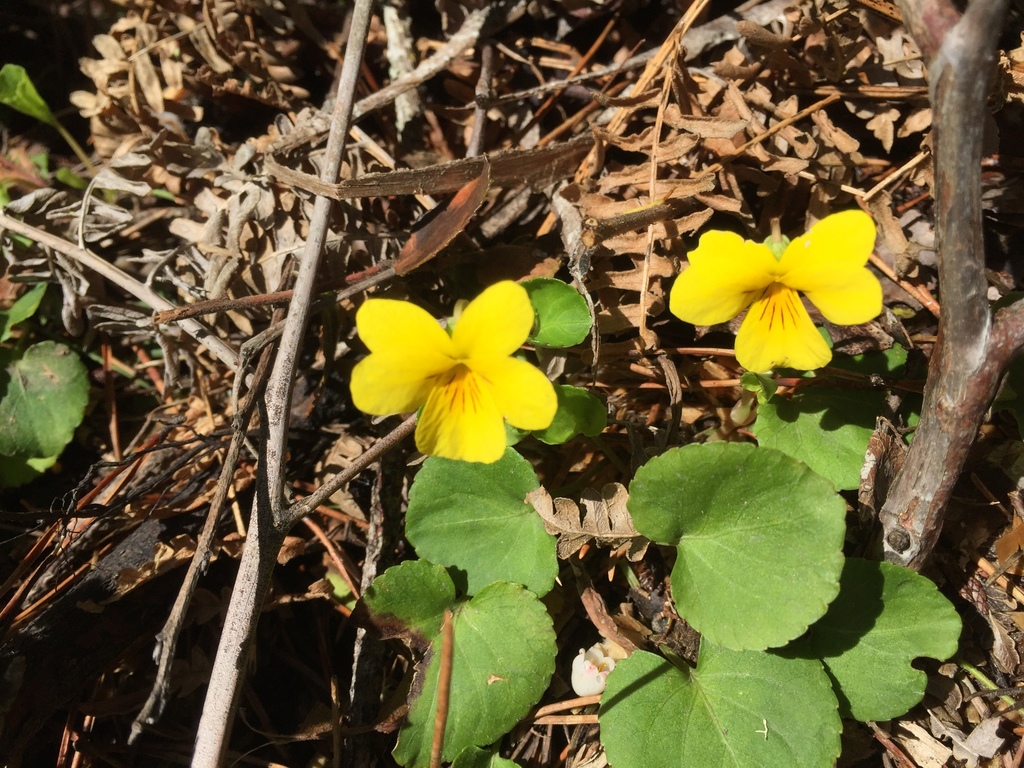 Redwood Violet from Saunders Lake Co Park, North Bend, OR, US on March ...