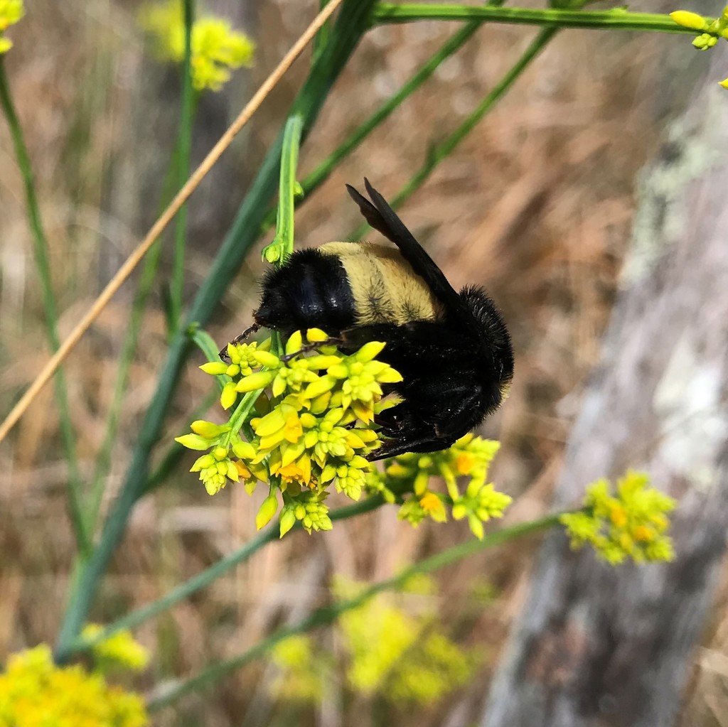 American Bumble Bee from St Johns County, FL, USA on March 31, 2020 at ...