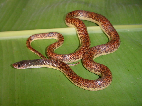 Genus Phimophis · iNaturalist